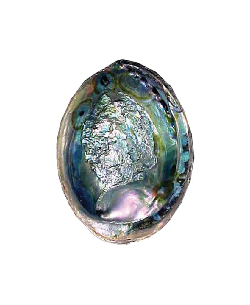 5"- 6" GREEN ABALONE SHELLS | Designs by Deekay Wholesaler