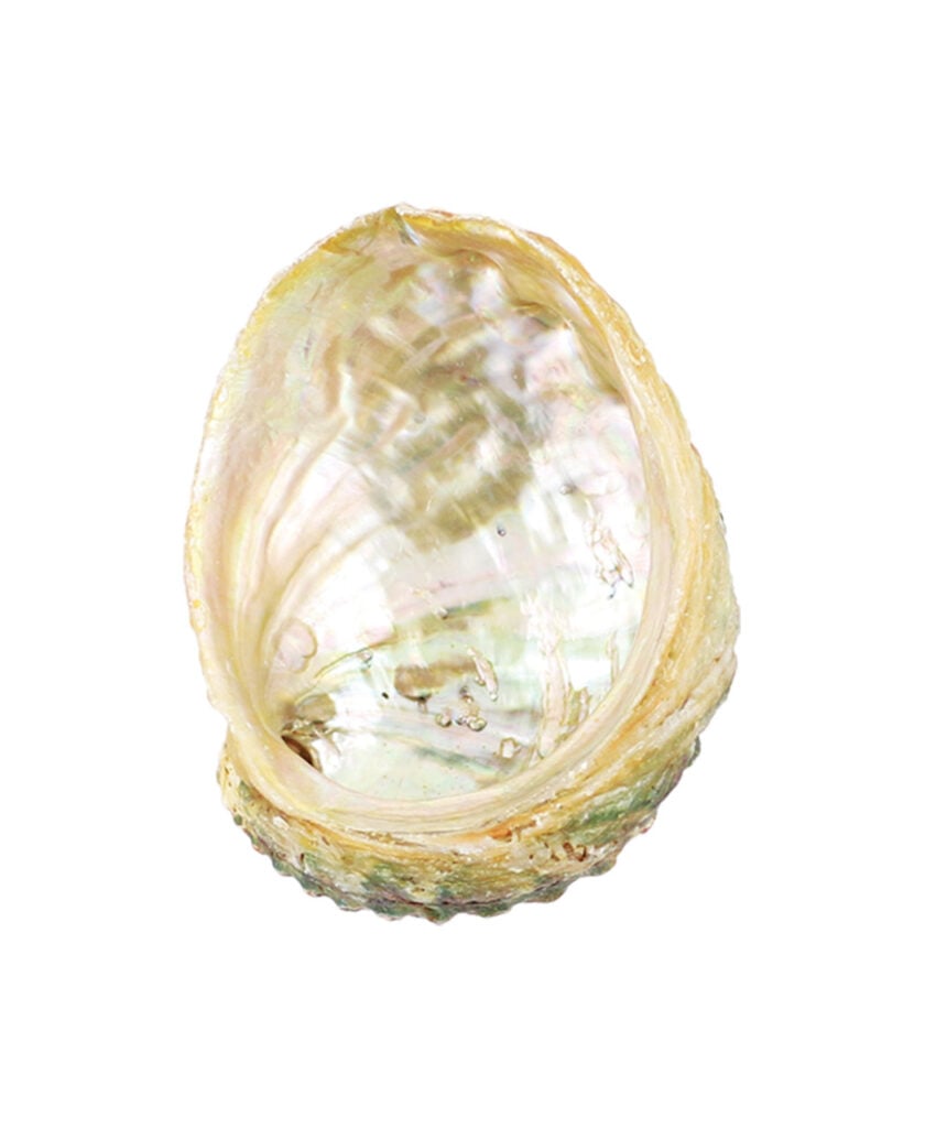 4"- 5" THREADED ABALONE SHELL | Designs by Deekay Wholesaler